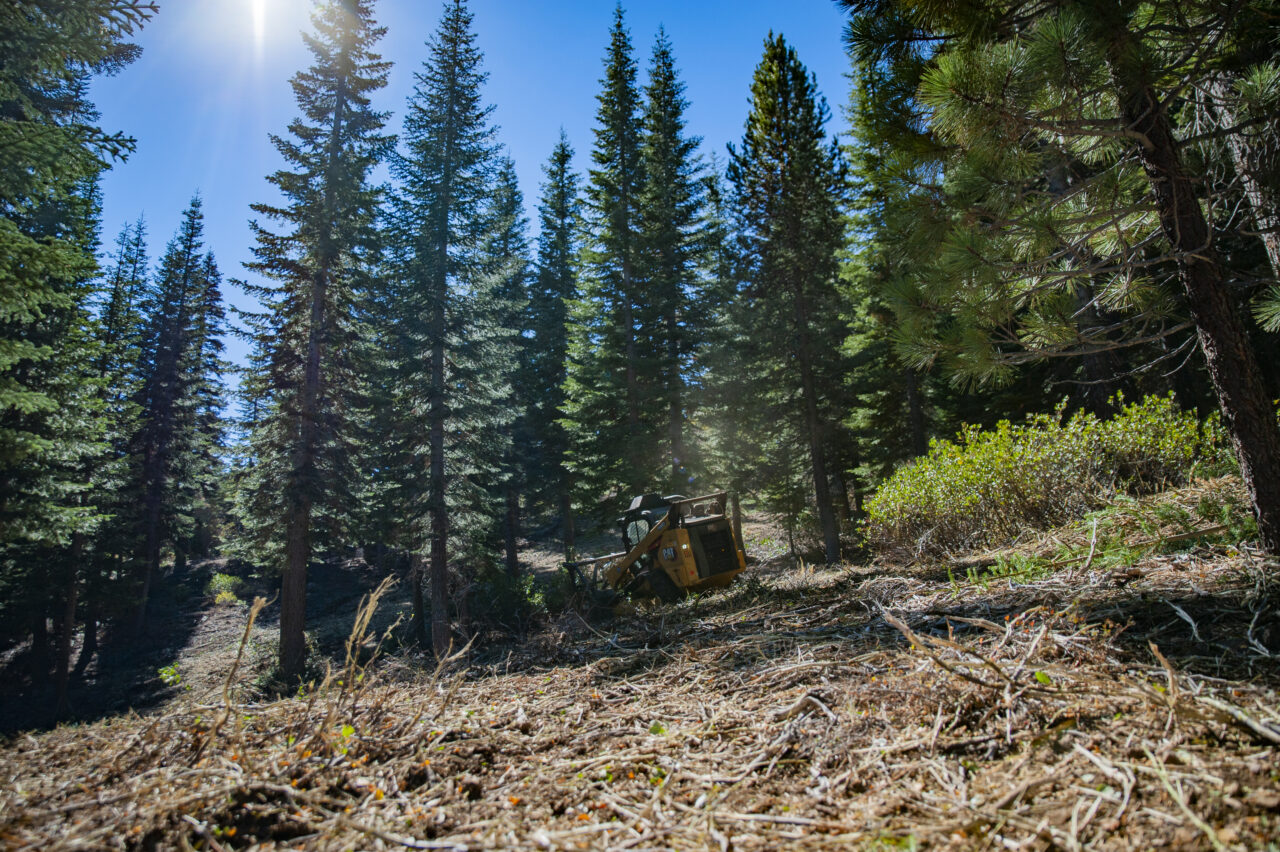 What Is Forest Mastication? - Elements Mountain Company