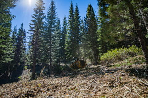 What Is Forest Mastication? - Elements Mountain Company