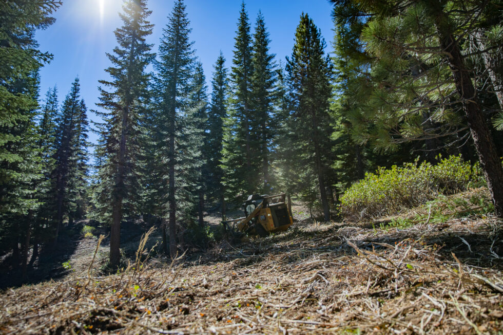 What Is Forest Mastication? - Elements Mountain Company