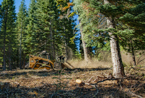 What Is Forest Mastication? - Elements Mountain Company