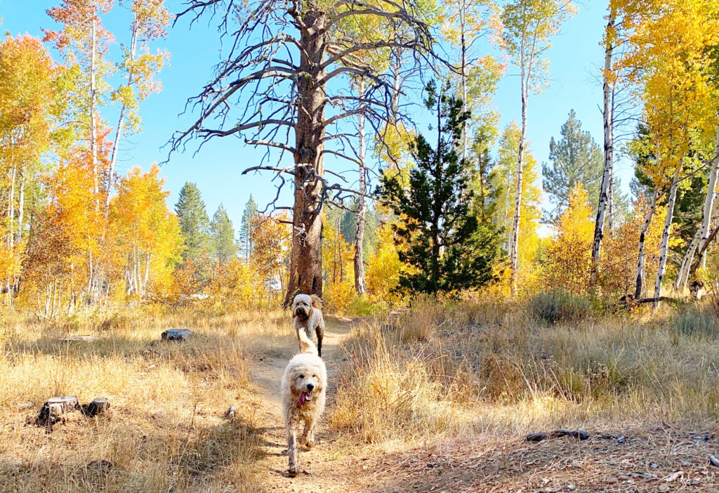 Truckee Trails & Tails: Fall Hiking with Your Furry Friends - Elements ...