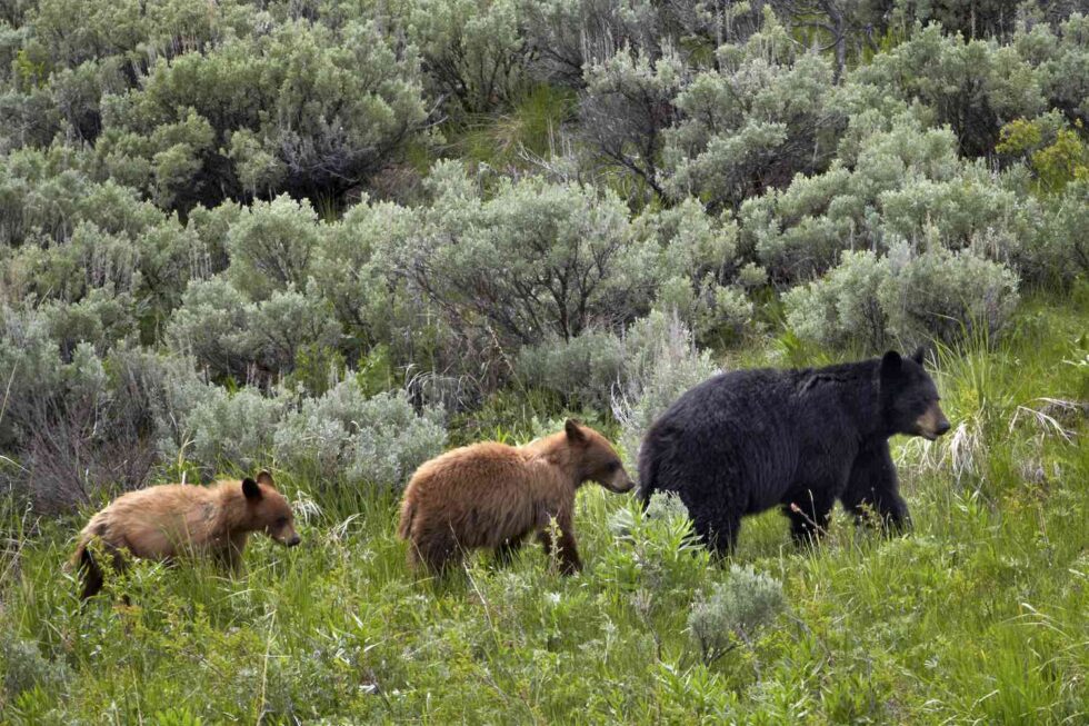 What the Bears Know About Tahoe Donner That We Don’t - Elements ...